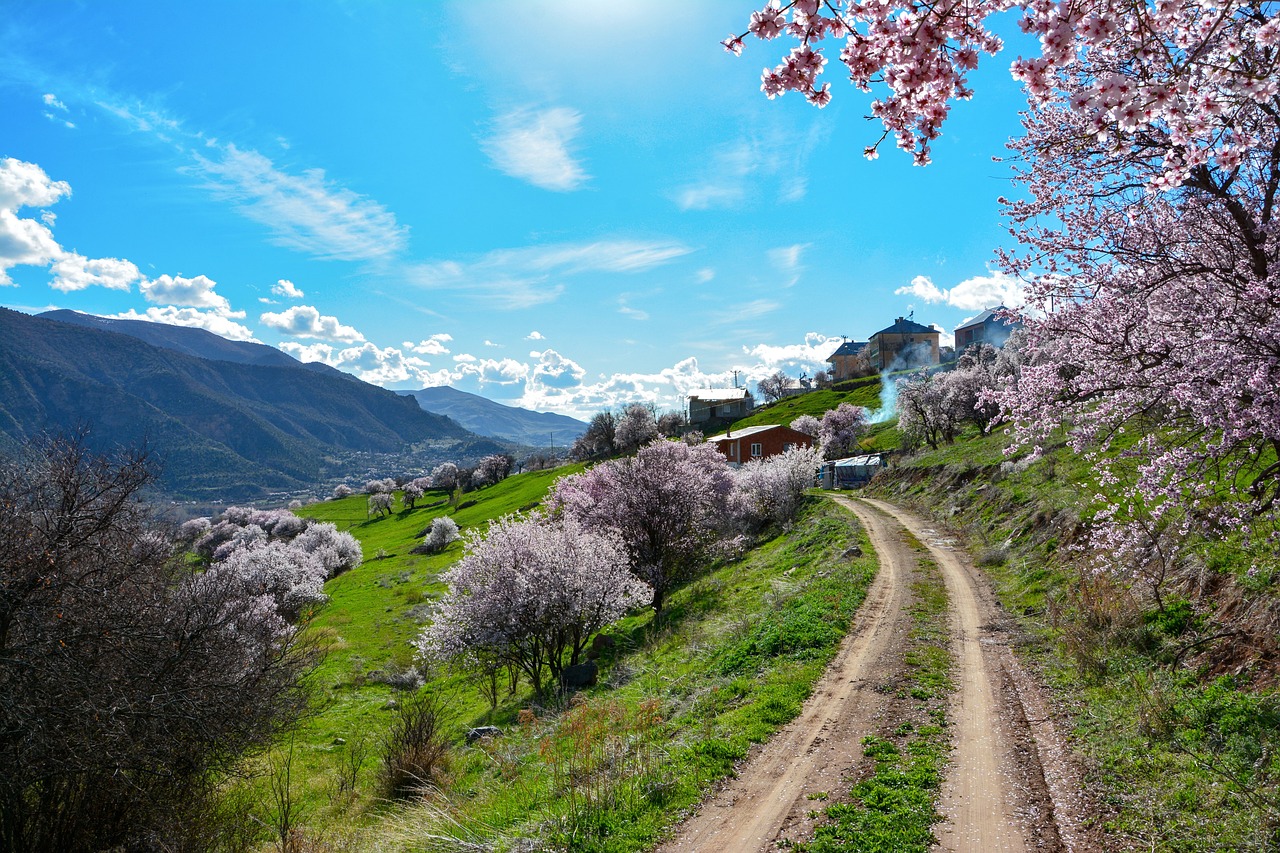 Ruta de los almendros en flor en la provincia de Málaga - Planet Drive ...